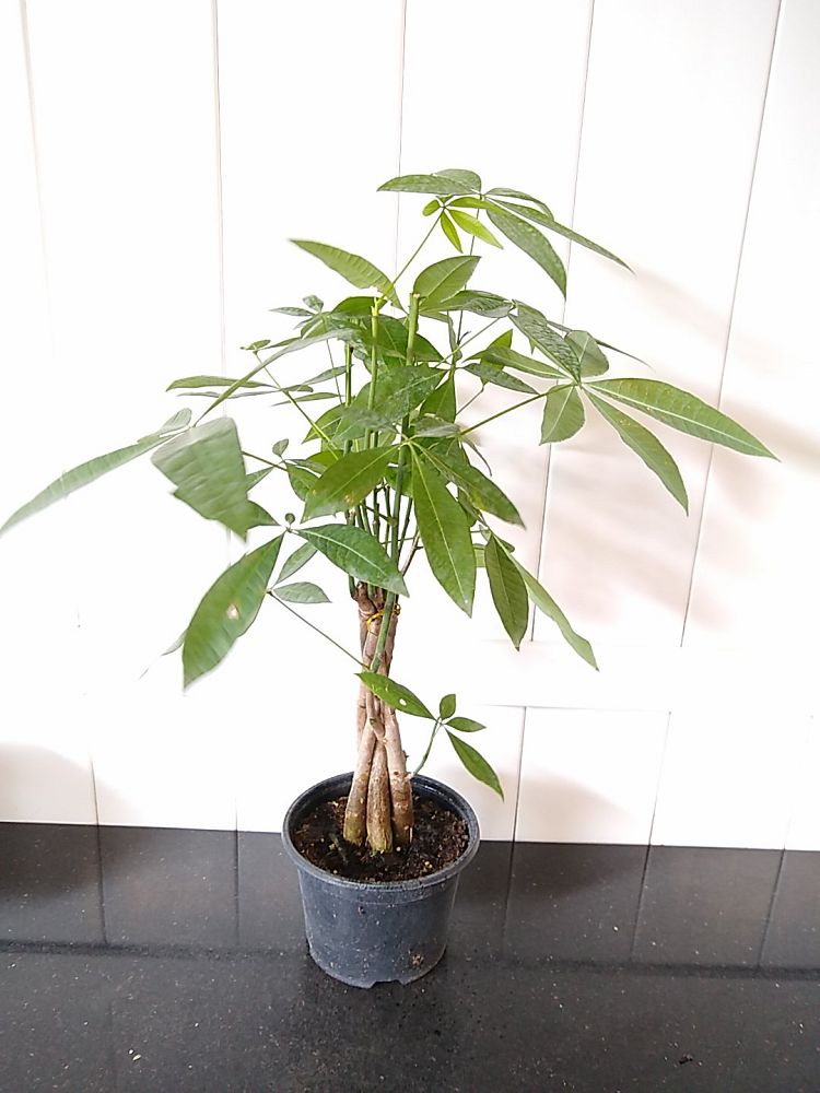 Pachira aquatica, Money Tree | PlantVine