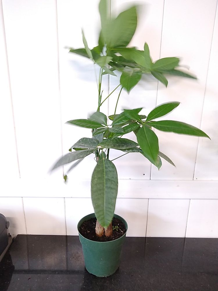 Money Tree | PlantVine