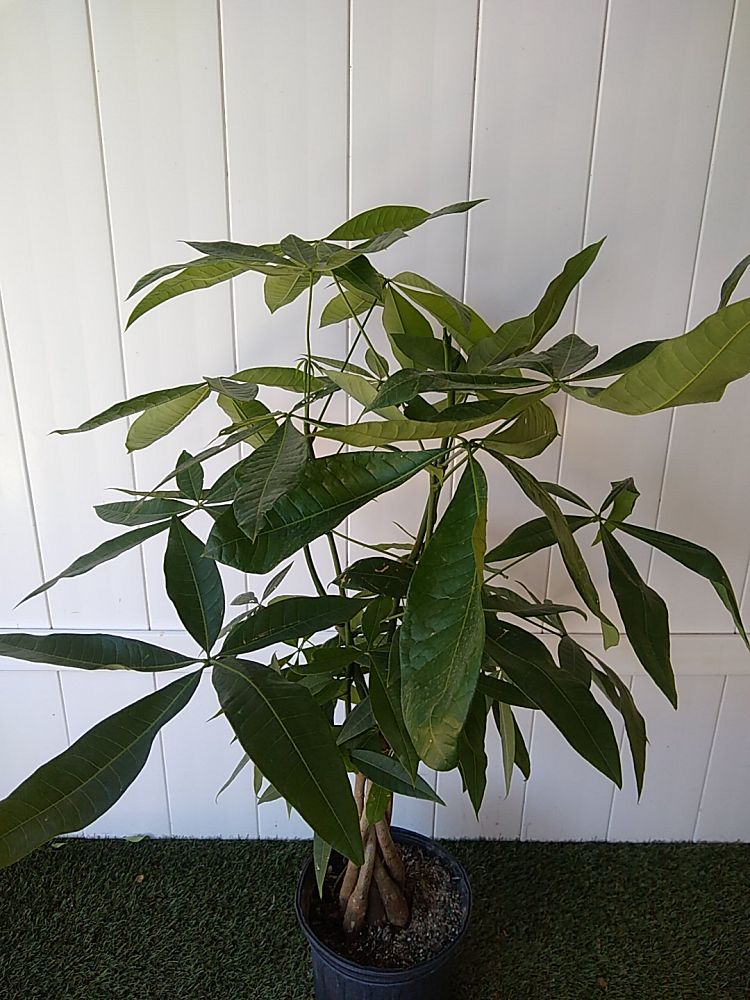 Money Tree | PlantVine