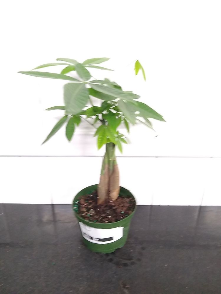 Money Tree | PlantVine
