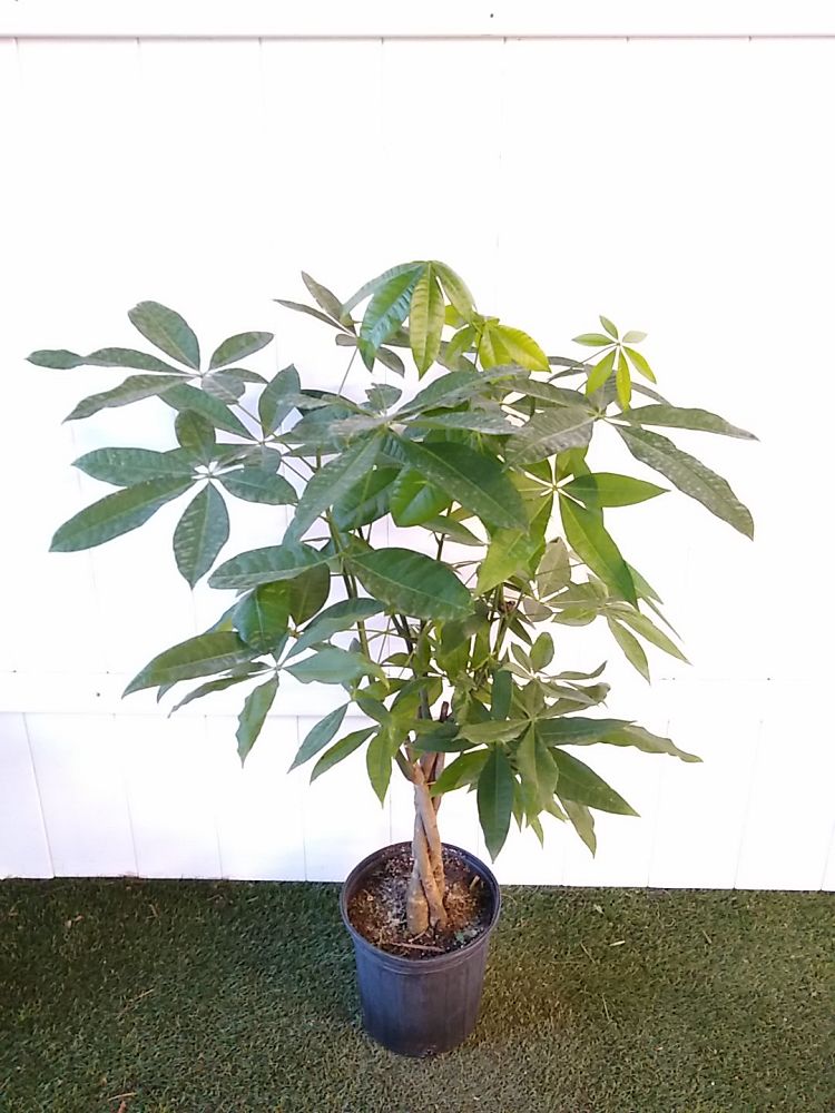 Money Tree | PlantVine