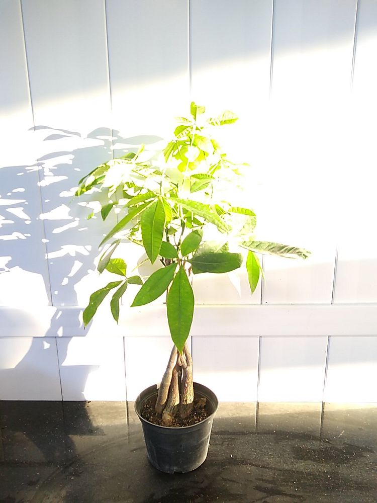 Money Tree | PlantVine