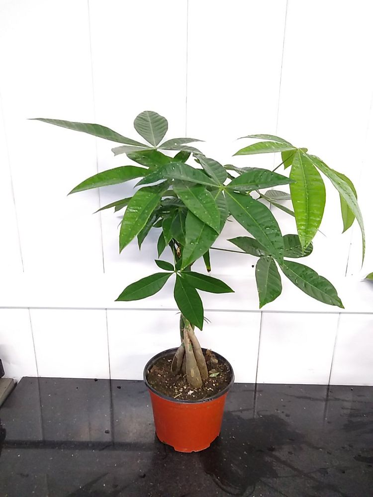 Money Tree | PlantVine