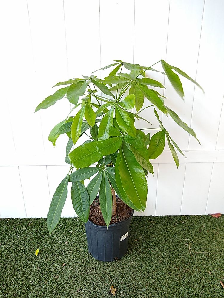 Braided Money Tree | PlantVine