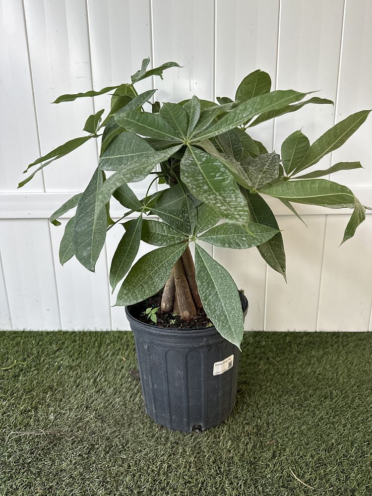Braided Money Tree | PlantVine