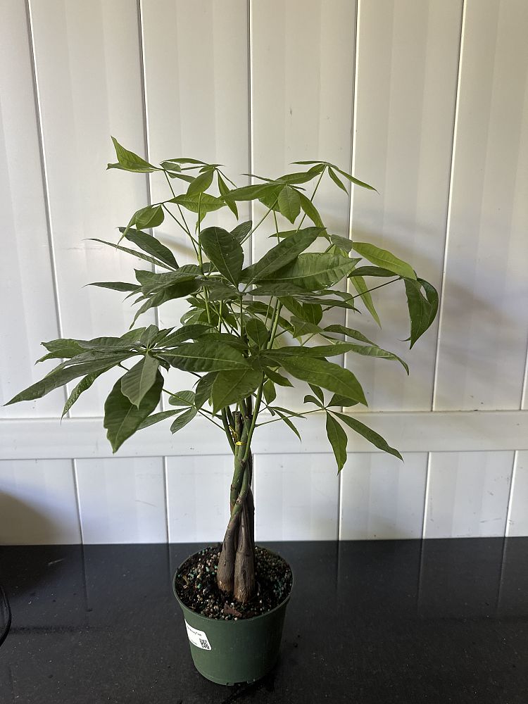 Braided Money Tree | PlantVine