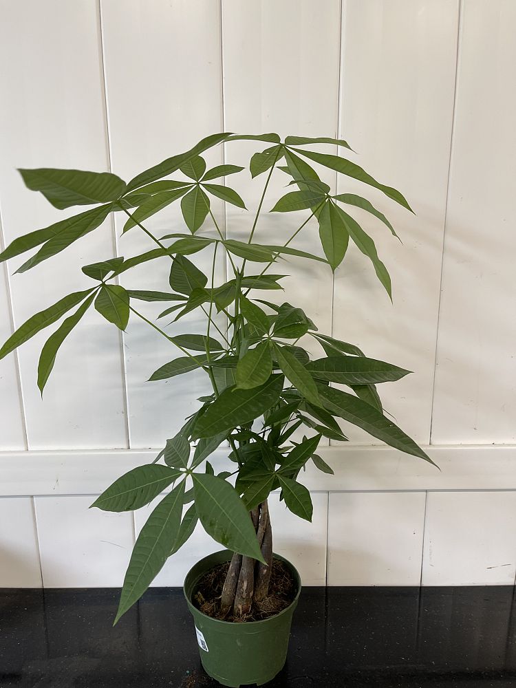 Braided Money Tree | PlantVine