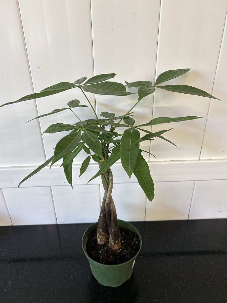 Braided Money Tree | PlantVine