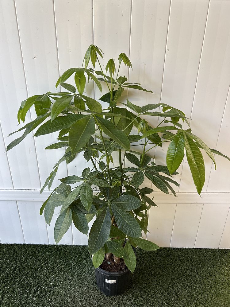 Braided Money Tree | PlantVine