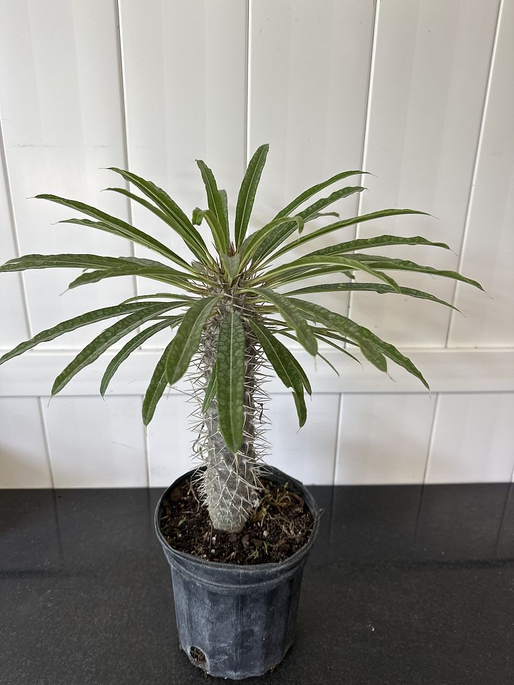 Madagascar Palm | PlantVine