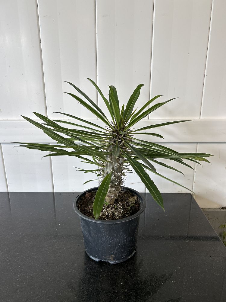 Madagascar Palm | PlantVine