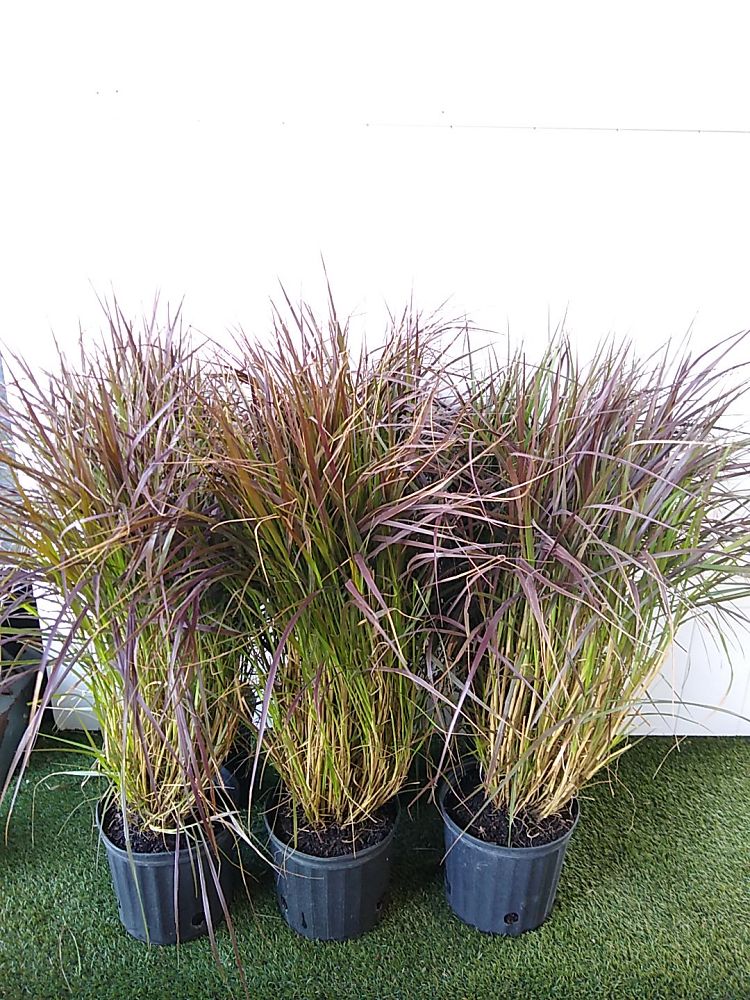 Purple Fountain Grass | PlantVine