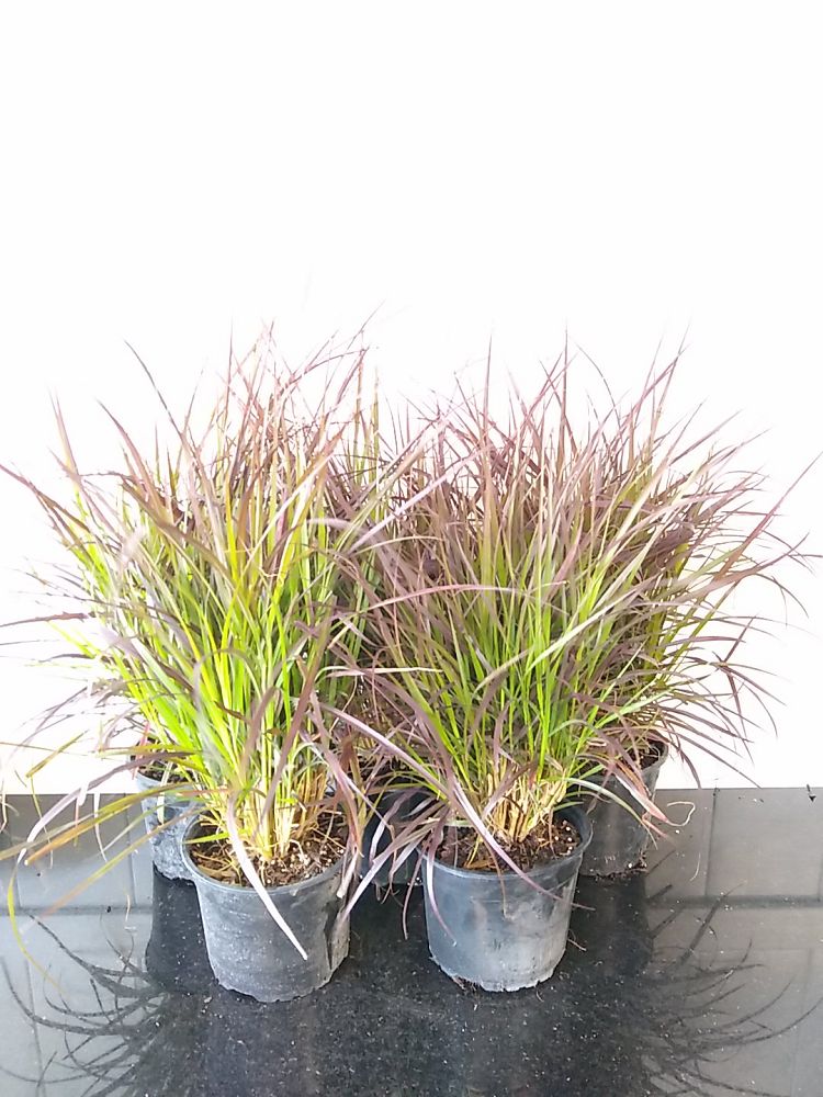 Purple Fountain Grass | PlantVine