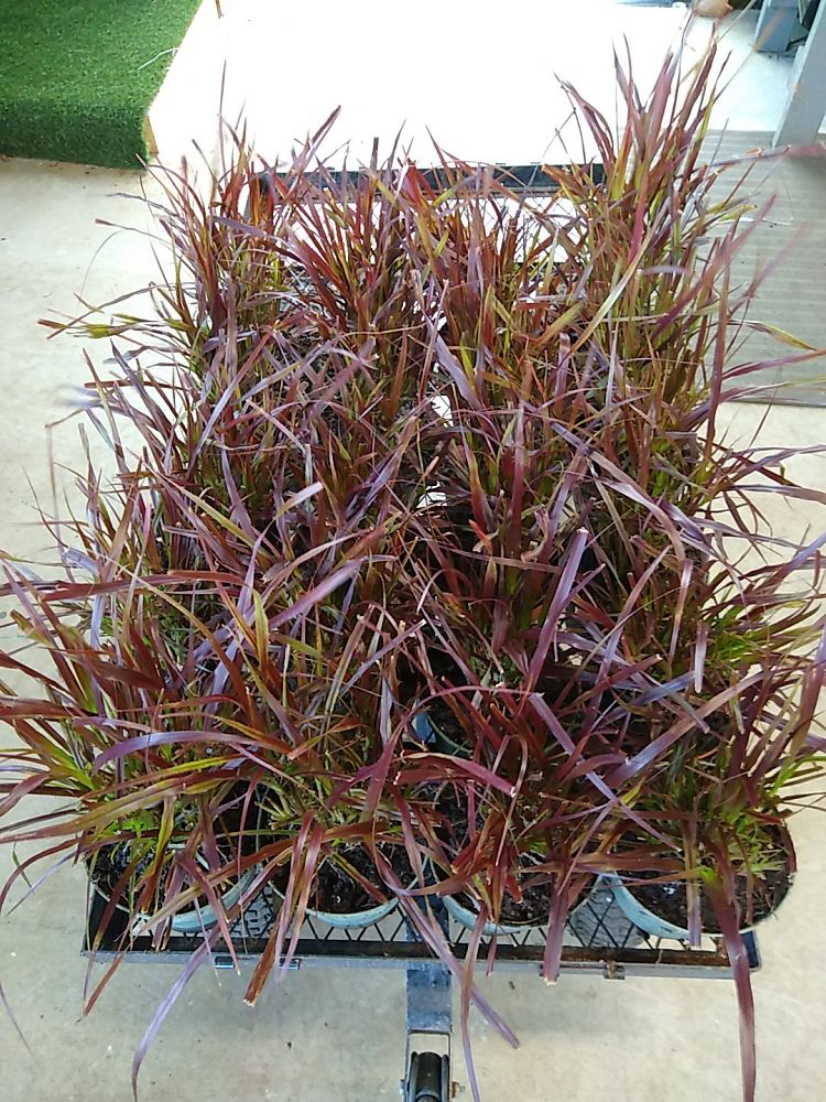 Purple Fountain Grass | PlantVine