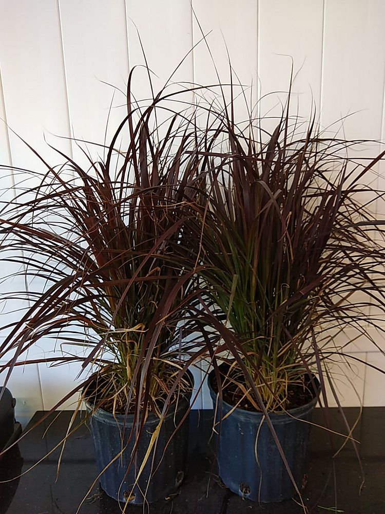 Purple Fountain Grass | PlantVine