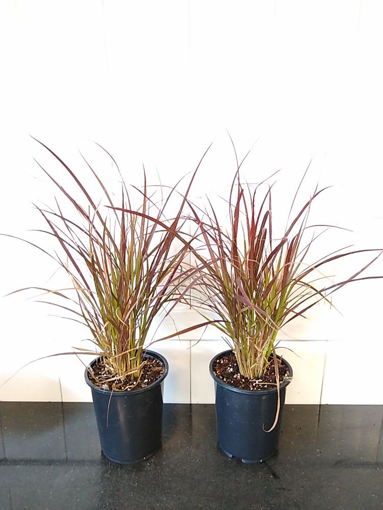 Purple Fountain Grass | PlantVine