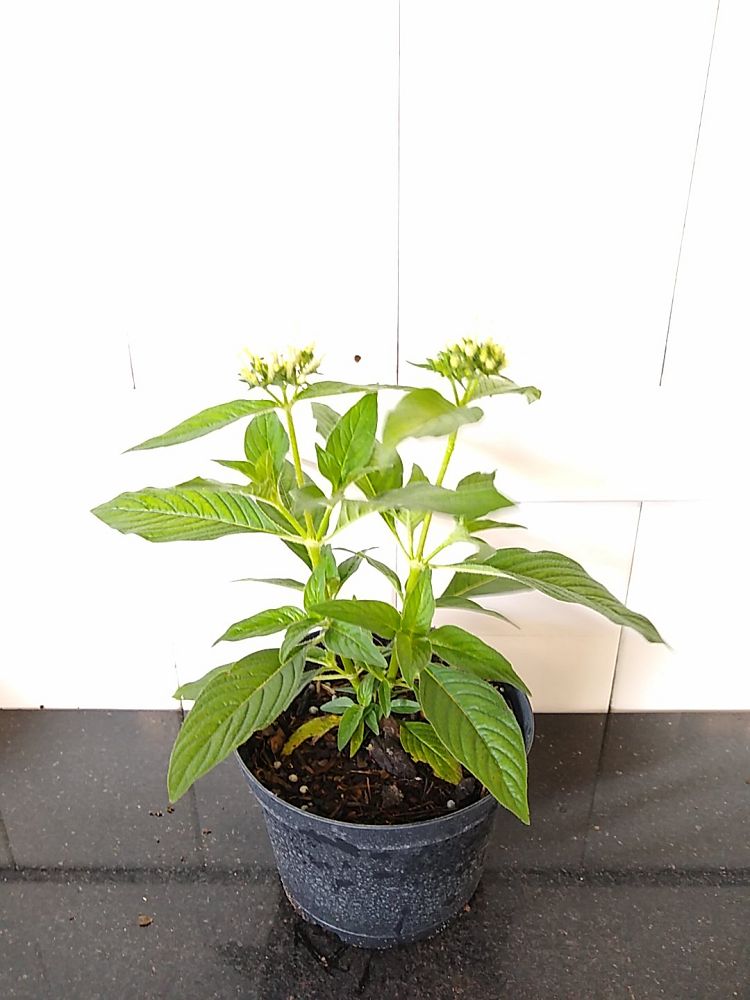 White Pentas lanceolata, White Egyptian Star Cluster | PlantVine