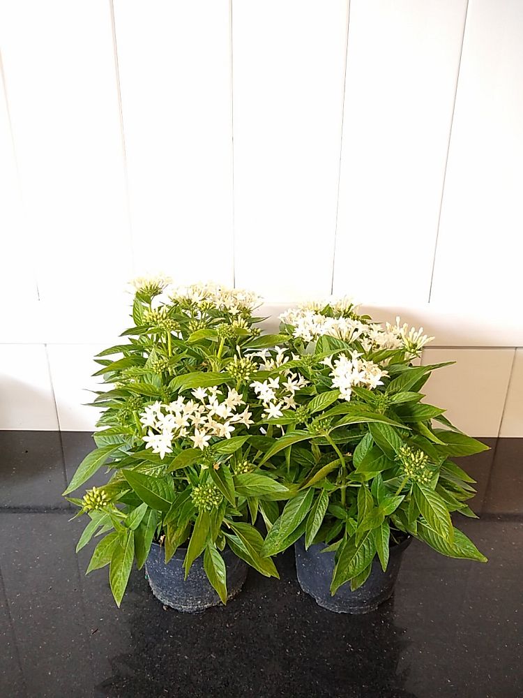 White Pentas lanceolata, White Egyptian Star Cluster | PlantVine