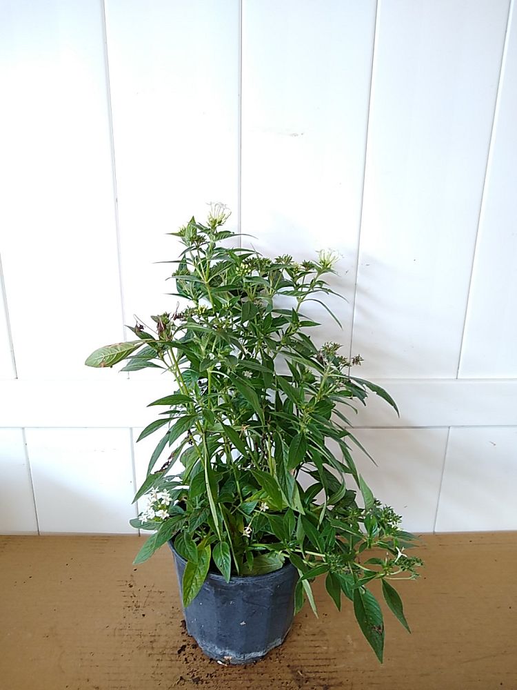 White Pentas lanceolata, White Egyptian Star Cluster | PlantVine