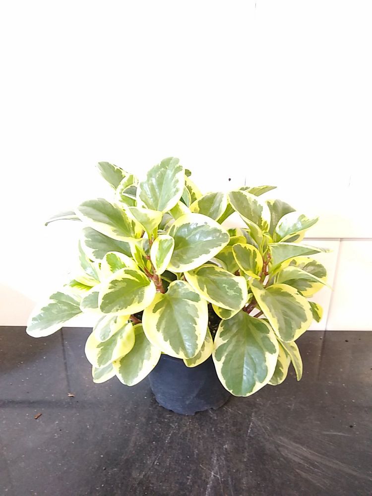 Peperomia ‘Marble’ | PlantVine