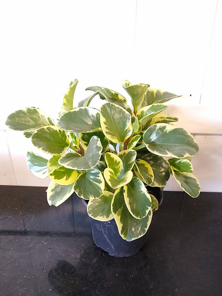 Peperomia ‘Marble’ | PlantVine
