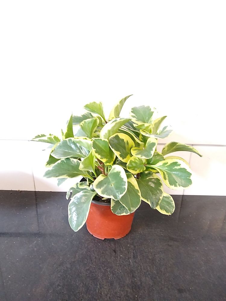 Peperomia ‘Marble’ | PlantVine