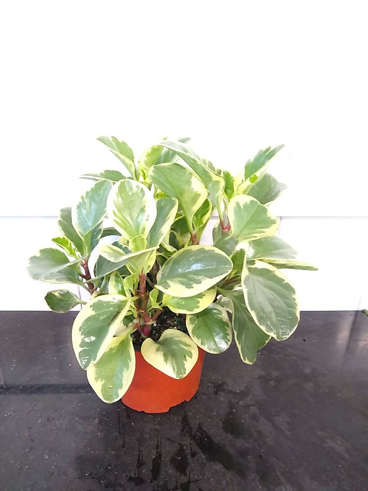 Peperomia ‘Marble’ | PlantVine