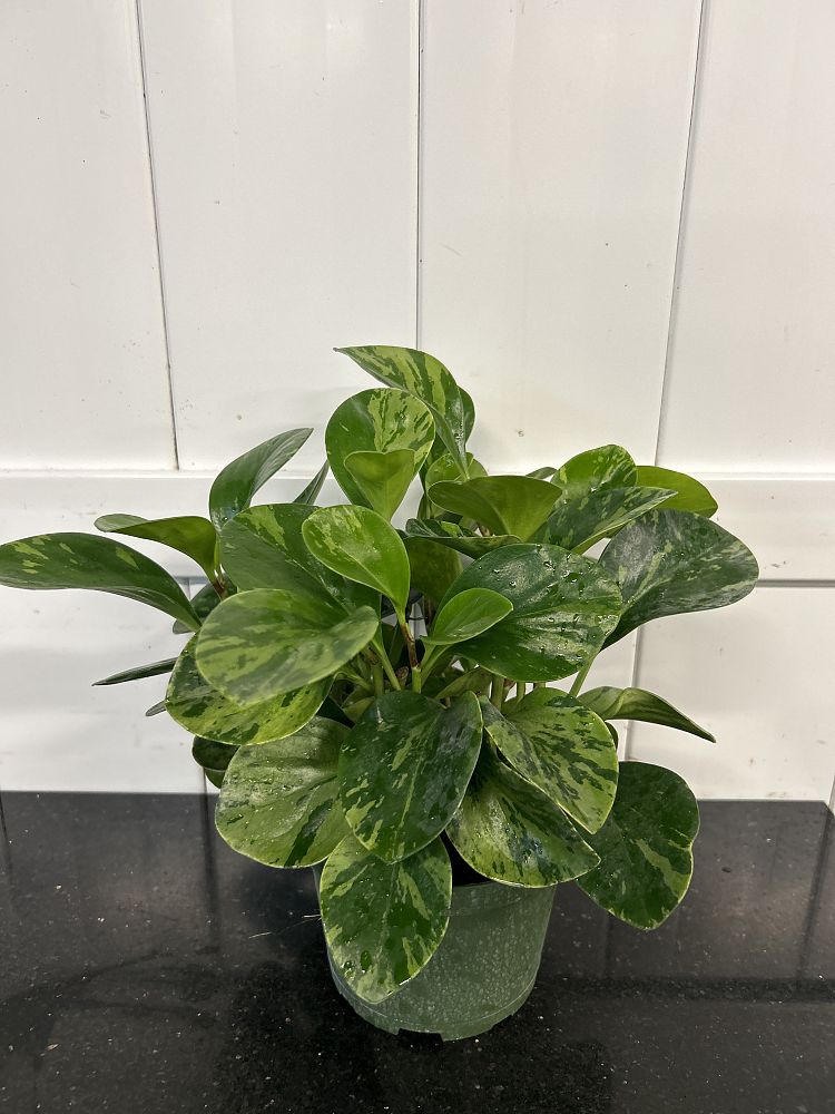Peperomia ‘Marble’ | PlantVine