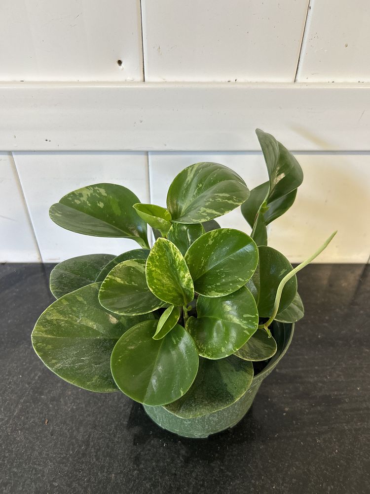 Peperomia ‘Marble’ | PlantVine