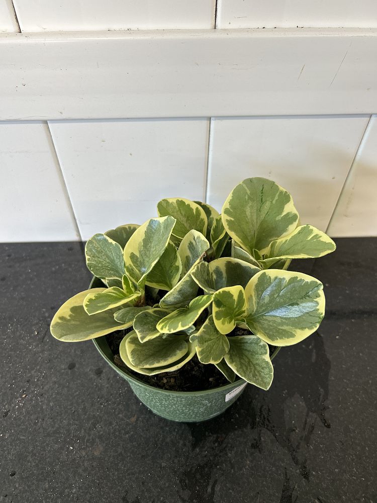 Peperomia ‘Marble’ | PlantVine