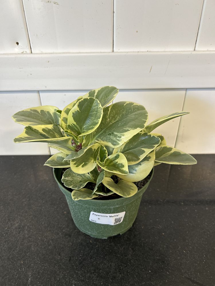 Peperomia ‘Marble’ | PlantVine
