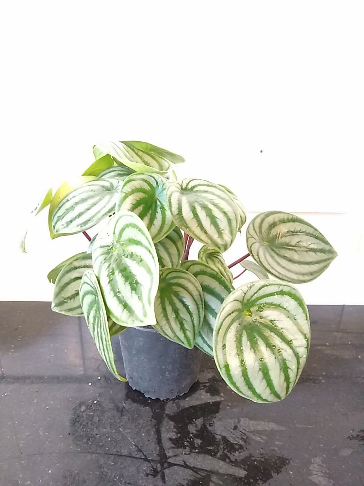 Watermelon Peperomia | PlantVine