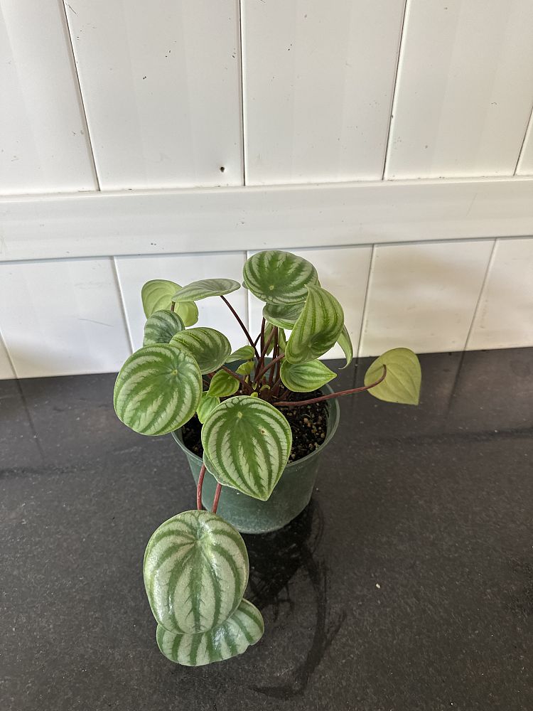 Watermelon Peperomia | PlantVine