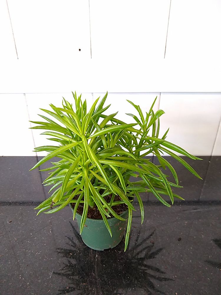Peperomia ‘Nevada’ | PlantVine