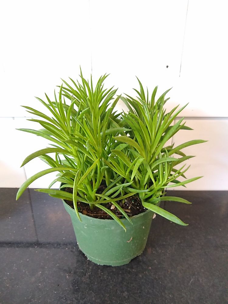 Peperomia ‘Nevada’ | PlantVine