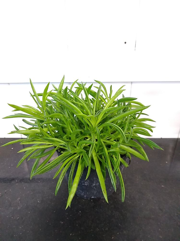 Peperomia ‘Nevada’ | PlantVine