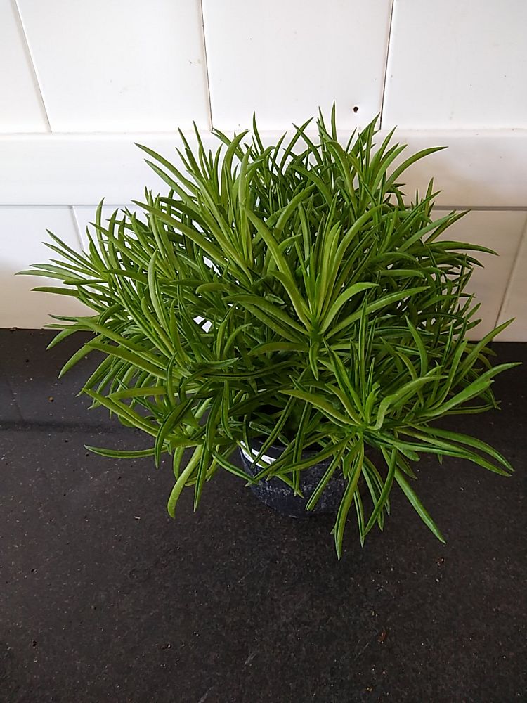 Peperomia ‘Nevada’ | PlantVine