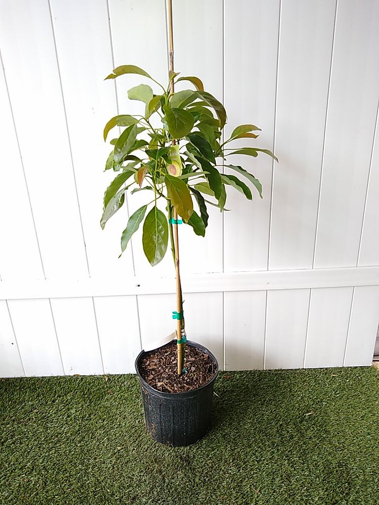 Persea americana ‘Hass’, Avocado | PlantVine