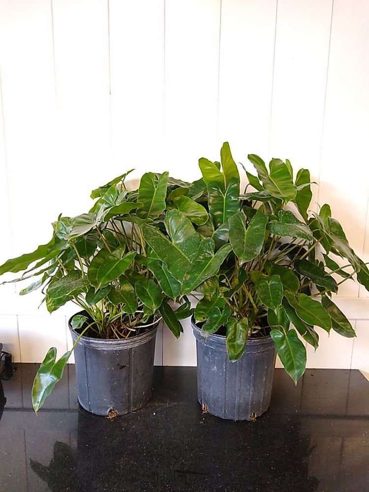 Philodendron ‘Burle Marx’ | PlantVine