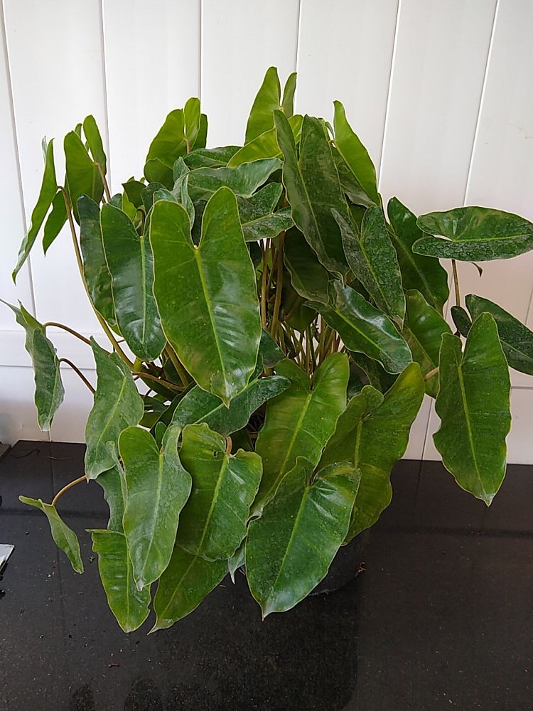 Philodendron ‘Burle Marx’ | PlantVine