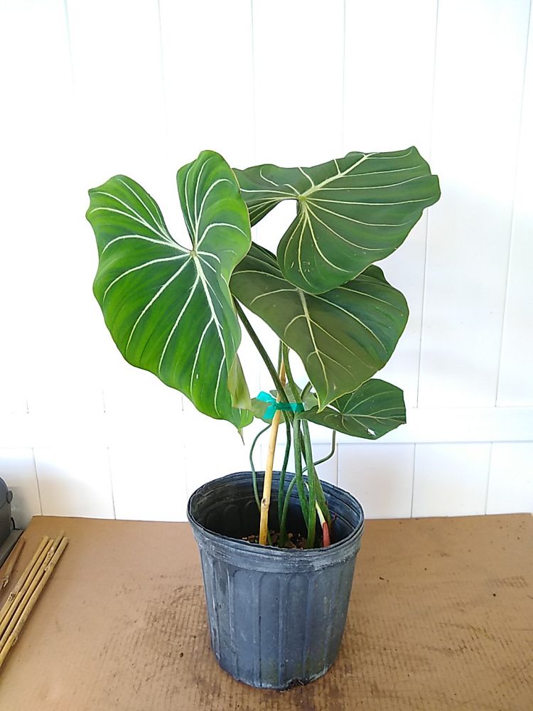 Philodendron gloriosum | PlantVine