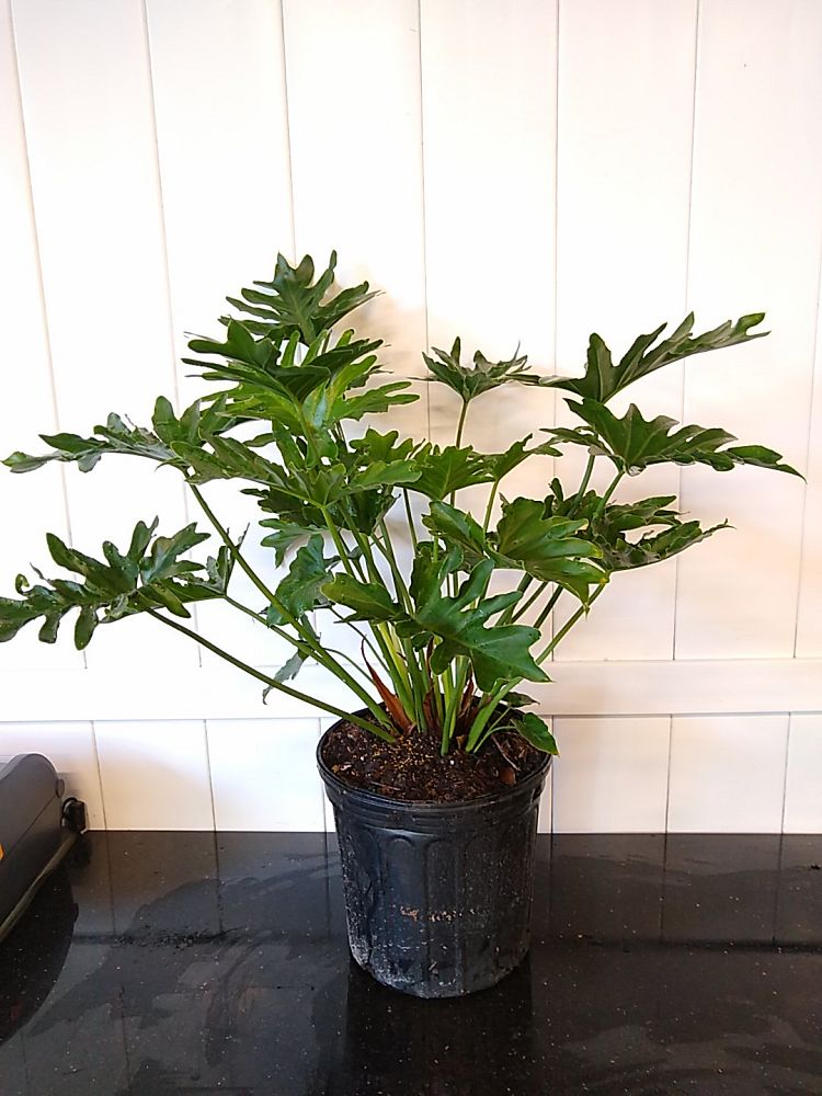 Split Leaf Philodendron | PlantVine