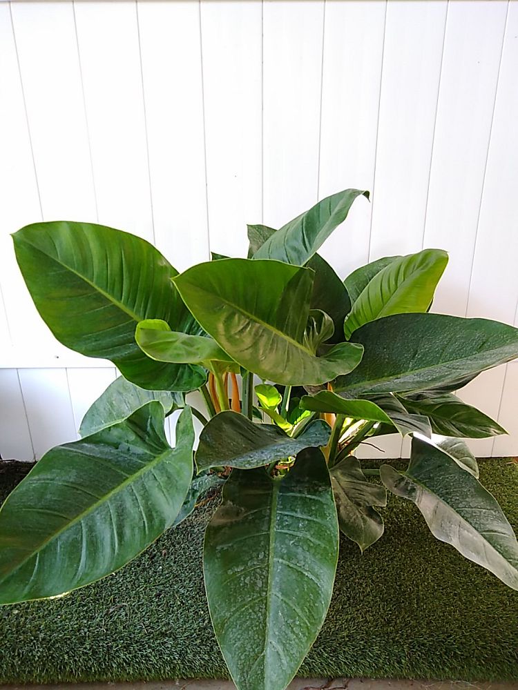 Philodendron ‘Imperial Green’ | PlantVine