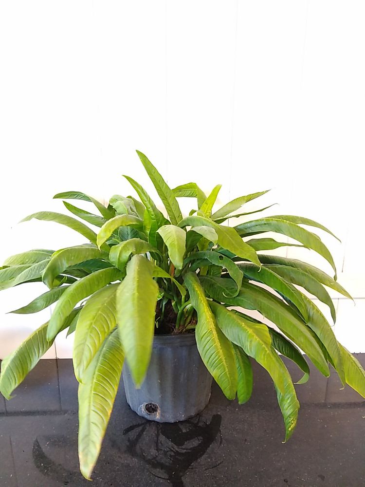 philodendron campii lynette problems