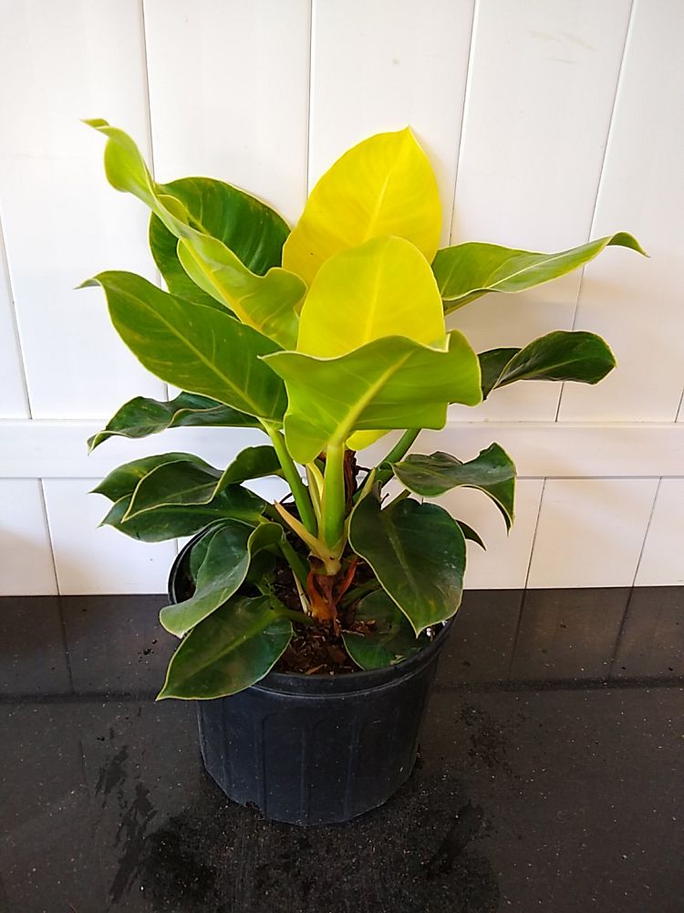 Philodendron ‘Moonlight’ | PlantVine