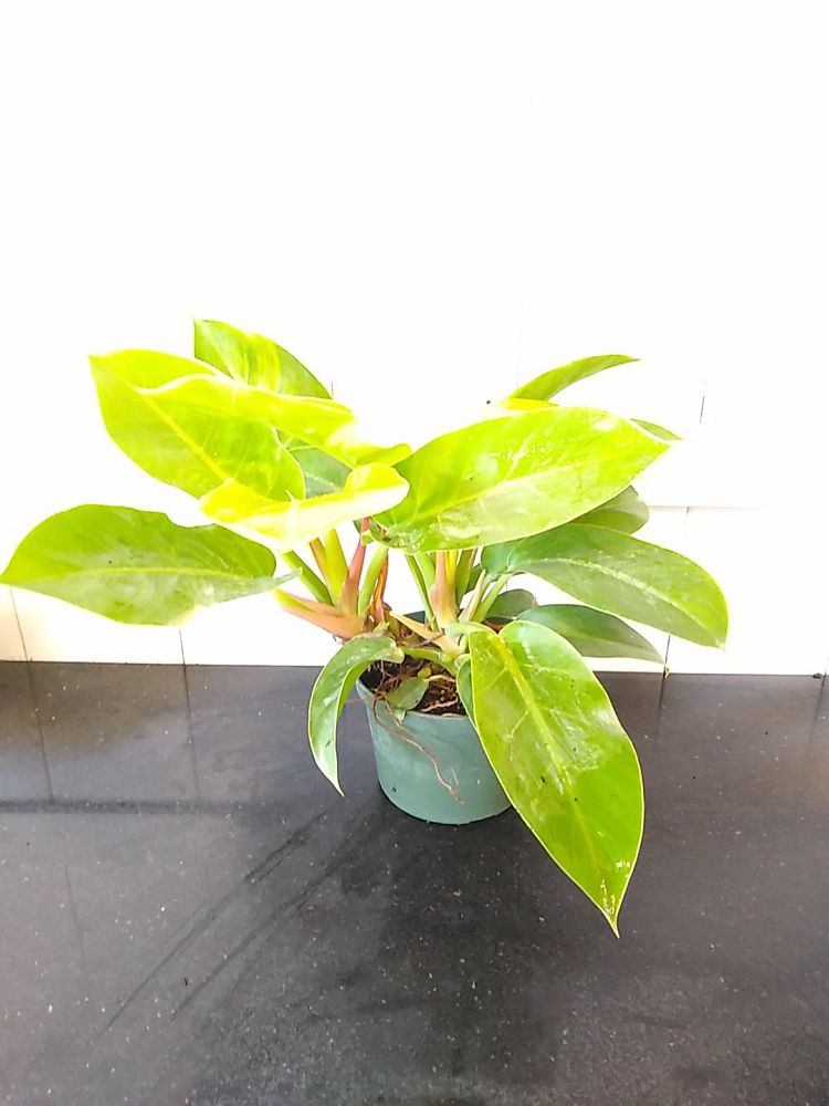 Philodendron ‘Moonlight’ | PlantVine
