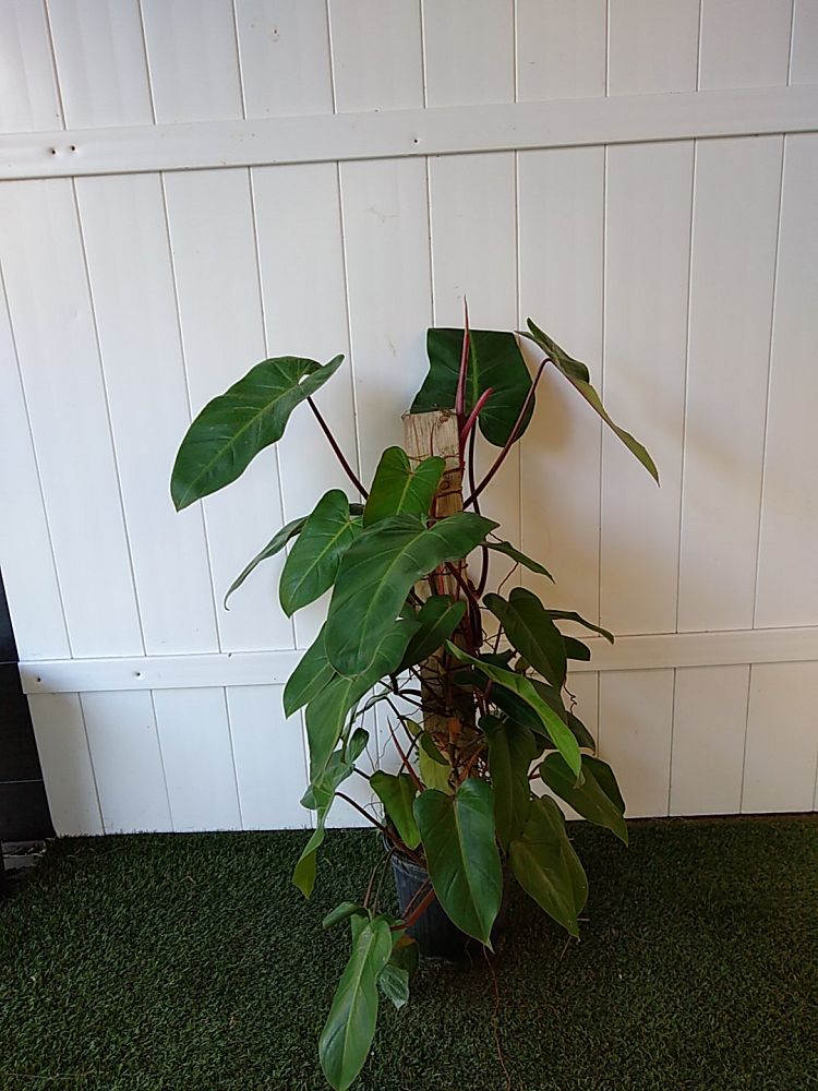 Philodendron ‘Emerald Red’ | PlantVine