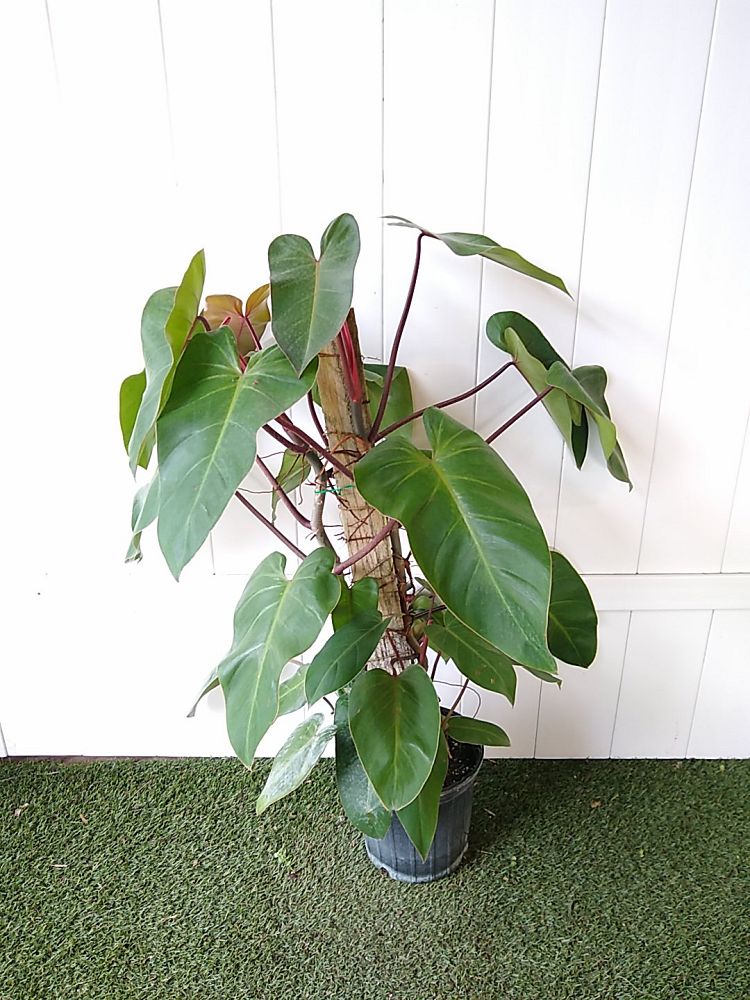 Philodendron ‘Emerald Red’ | PlantVine