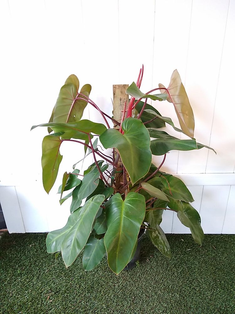 Philodendron ‘Emerald Red’ | PlantVine