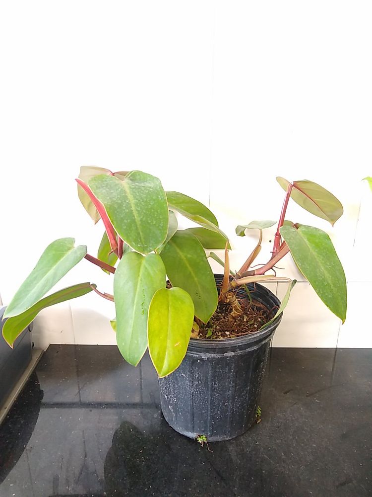 Philodendron ‘Emerald Red’ | PlantVine